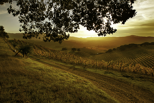 Heart Of Sonoma Valley Fall 500×334 Eric Ross Winery