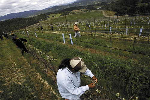 Spring Vine Training Spring 500×334 Eric Ross Winery